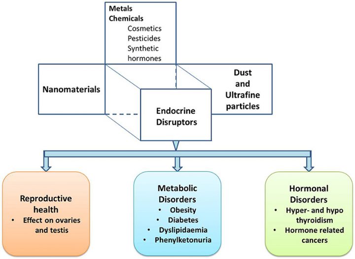 What are Hormone Disruptors? How They Impact Your Runs? - RunToTheFinish