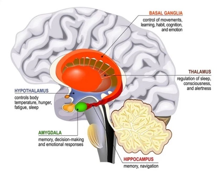 10 Ways Running Effects Your Body (Pros and Cons) - RunToTheFinish