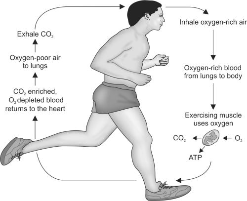 10 Ways Running Effects Your Body (Pros and Cons) - RunToTheFinish