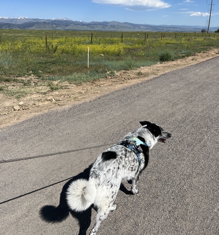 Walking vs Running: Benefits, Differences, and How to Choose