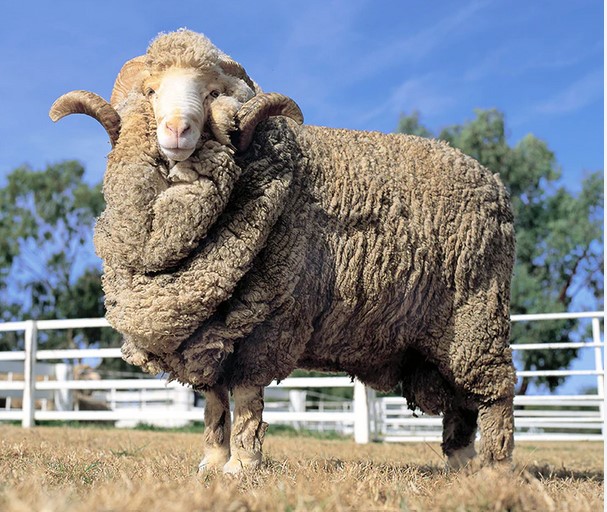 Best Wool Running Gear for All Seasons of 2026 + Why It's Awesome