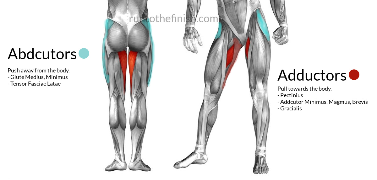 Adductors vs. Abductors | The Hip Muscles You're Probably Neglecting ...